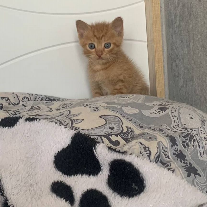 Котята