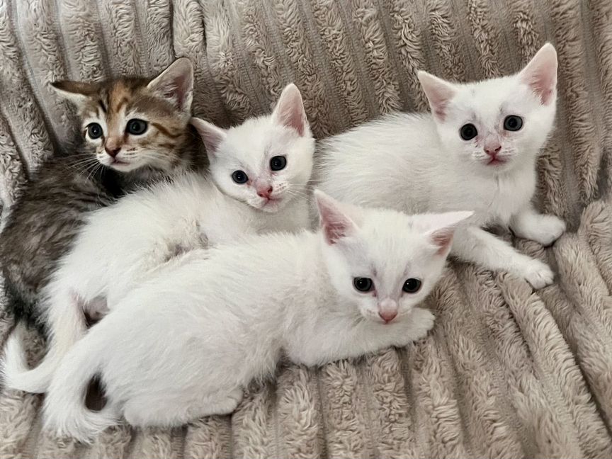 Отдадим котят бесплатно