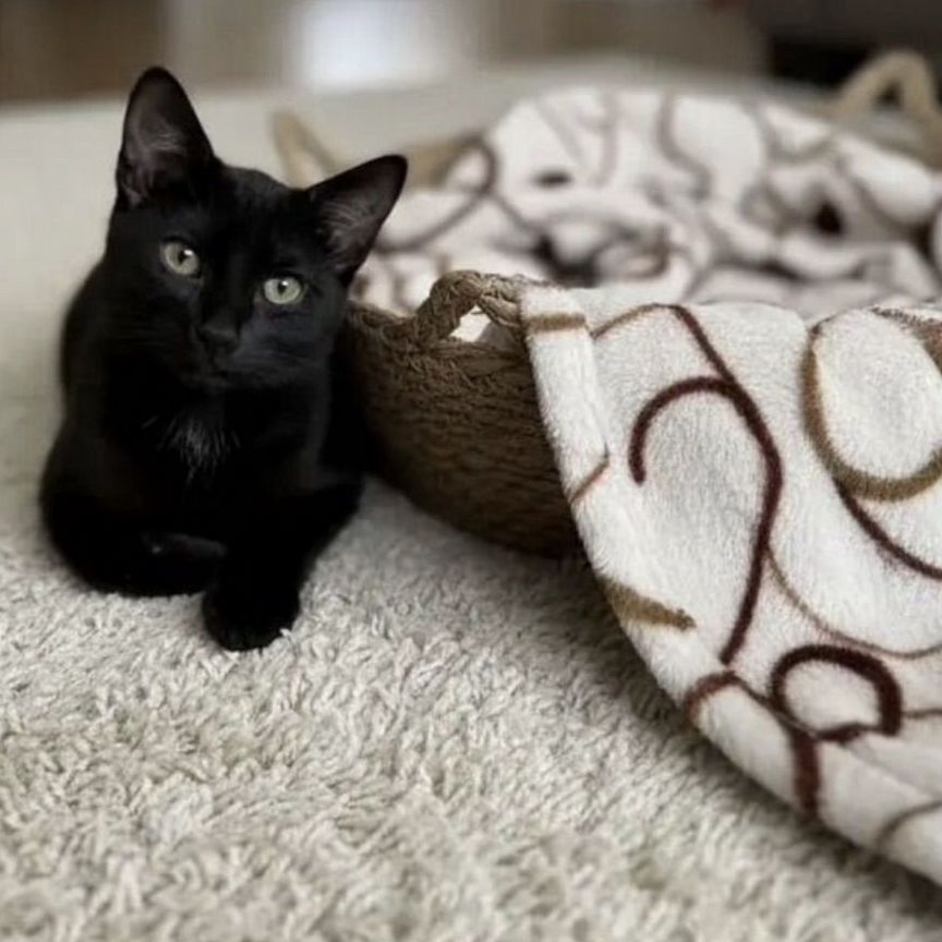 Котёнок в добрые руки