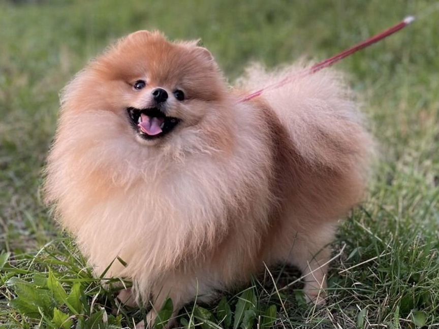 Щенки померанского шпица