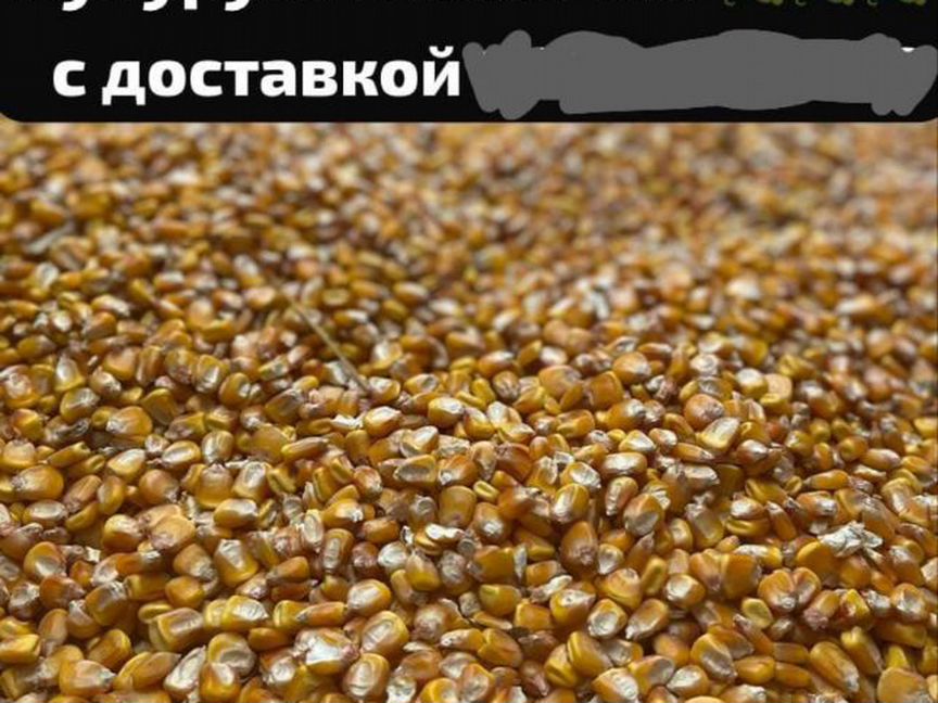 Кукуруза с доставкой по краю