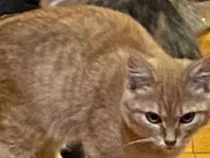 Котятки около 3 месяцев