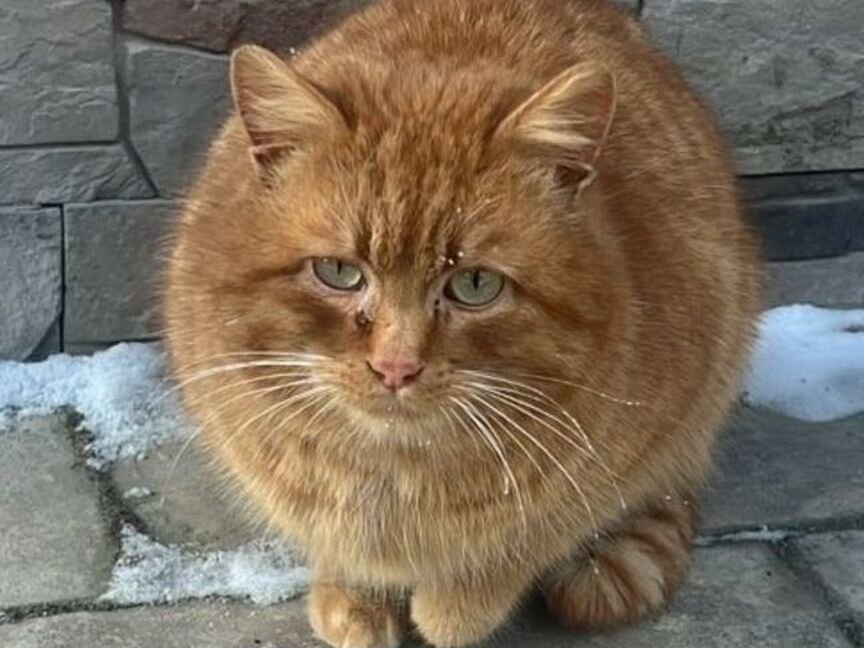 Котята в добрые руки даром рыжий