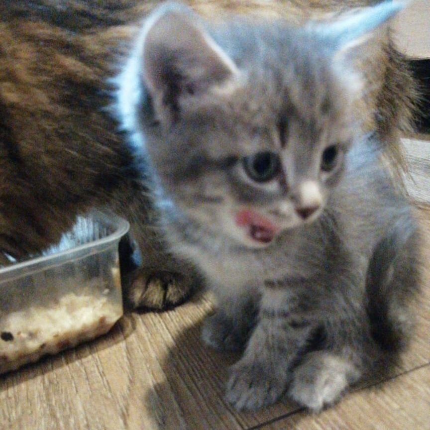 Сибирская лесная кошка