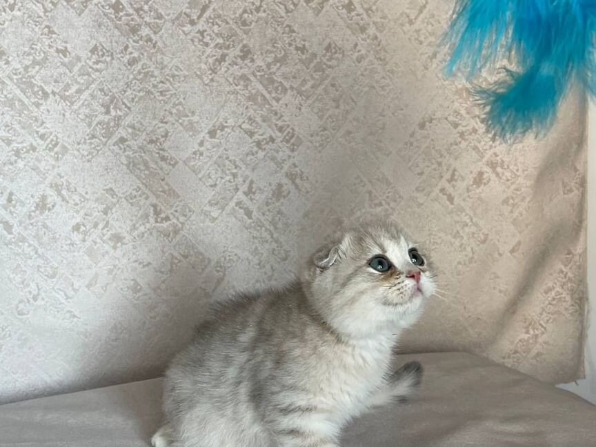 Шотландский вислоухий мальчик