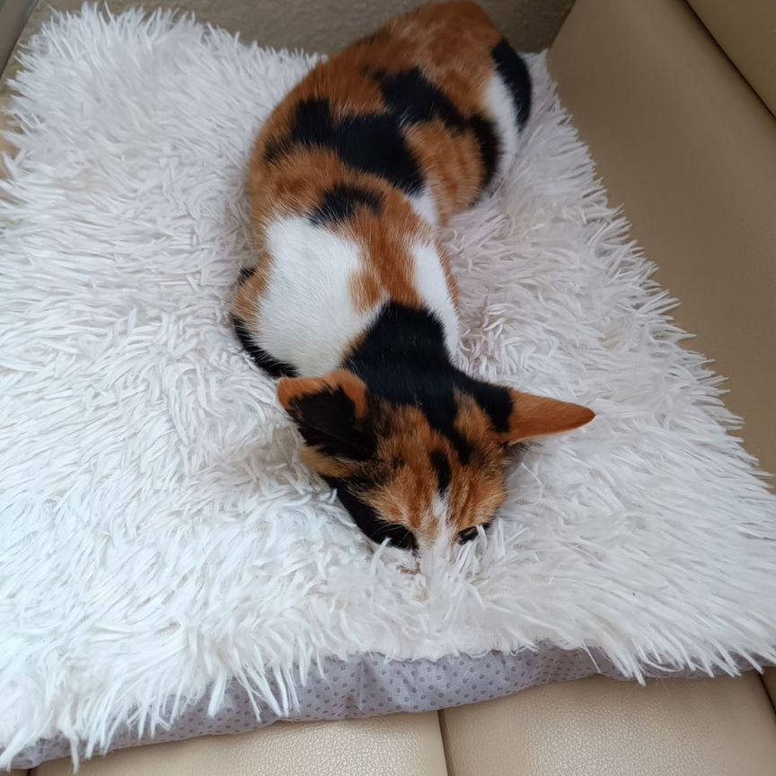 Котёнок девочка ищет дом