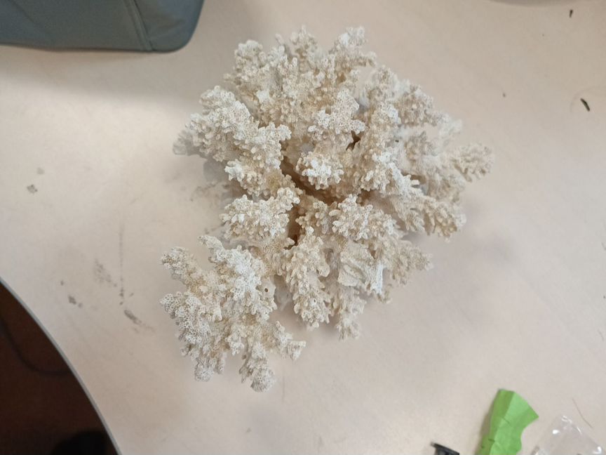 Коралл настоящий