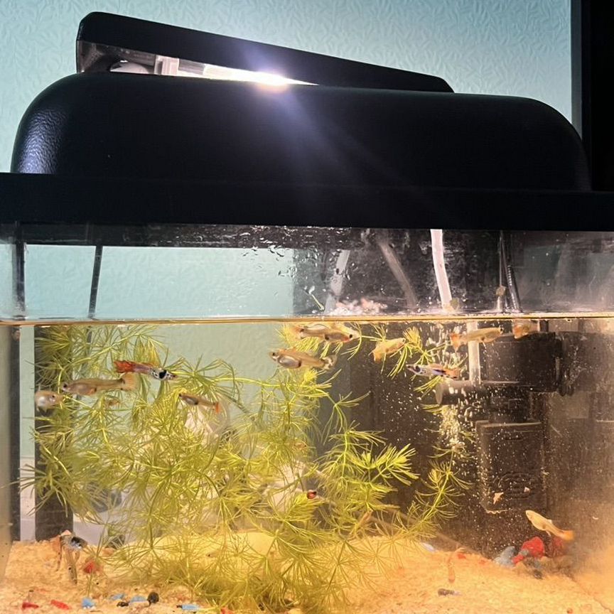 Аквариум 10 литров с рыбками