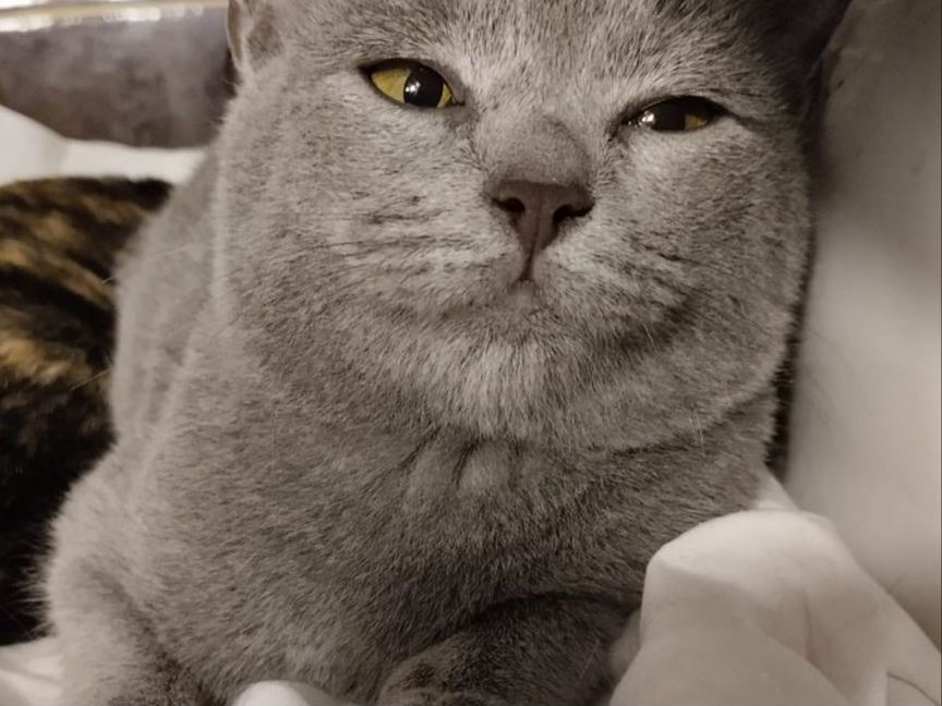 Котёнок улыбака, девочка солнышко