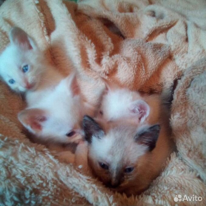 Сиамские котята бесплатно
