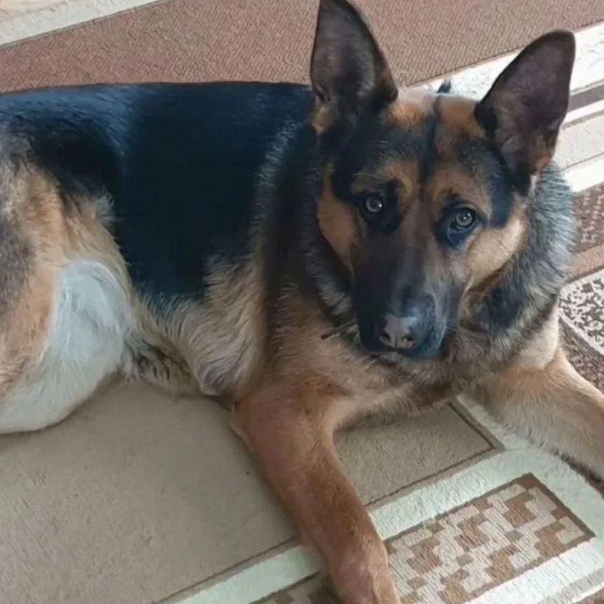 Немецкая овчарка, щенок