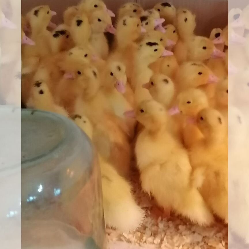 Утята муларды 3 х суточные