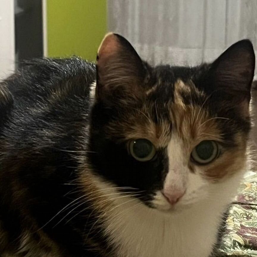 Взрослая кошка в добрые руки