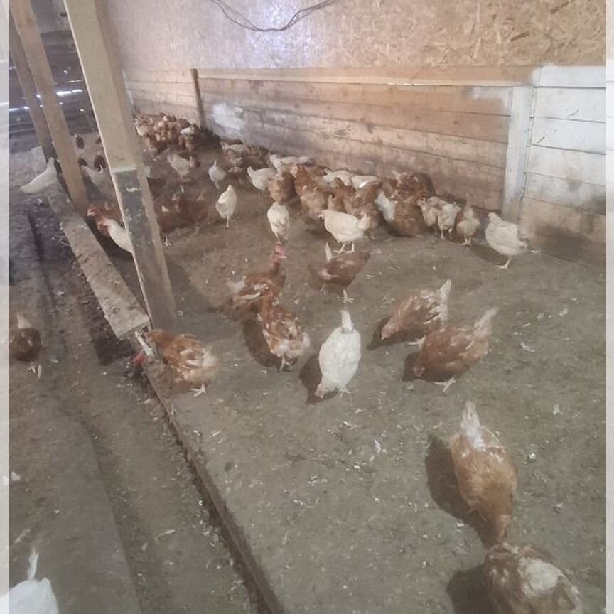 Куры молодки несушки