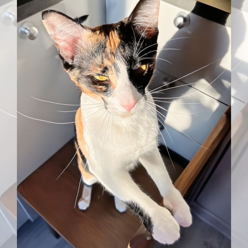 Ориентальная, взрослая кошка