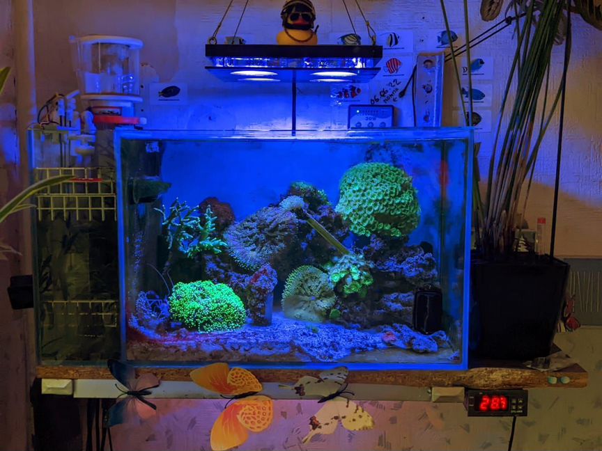 Морской аквариум минник