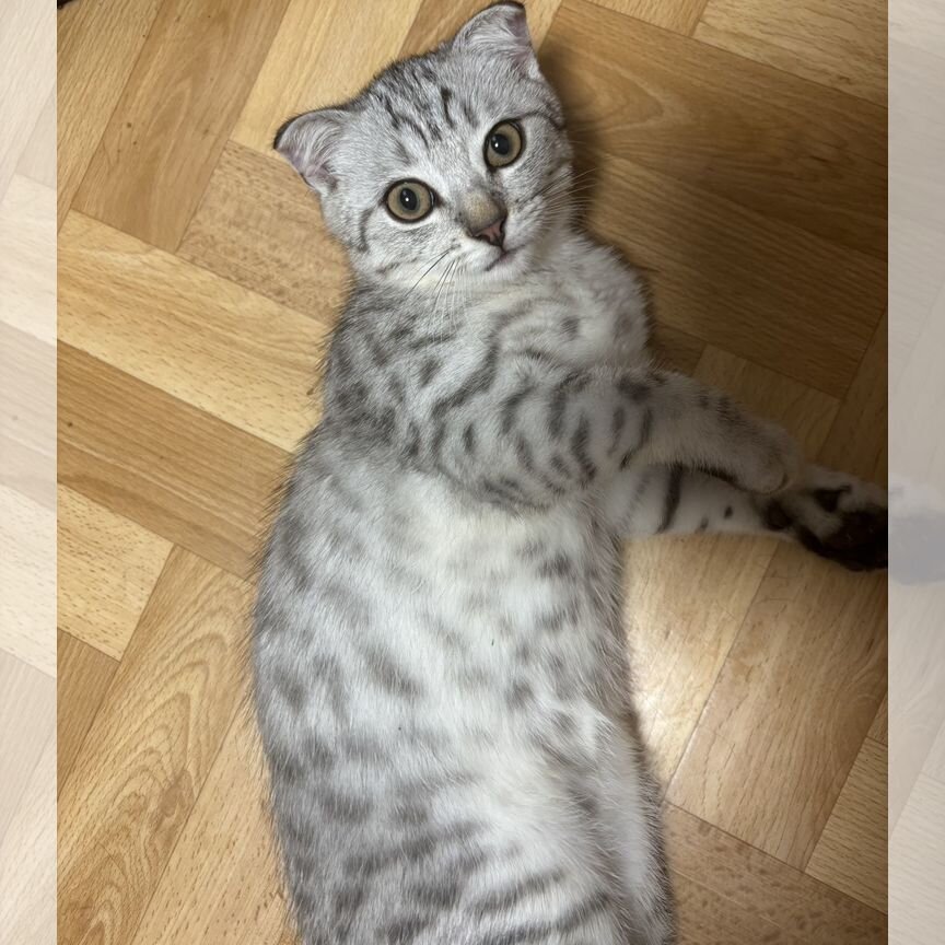 Королевский мраморный котенок