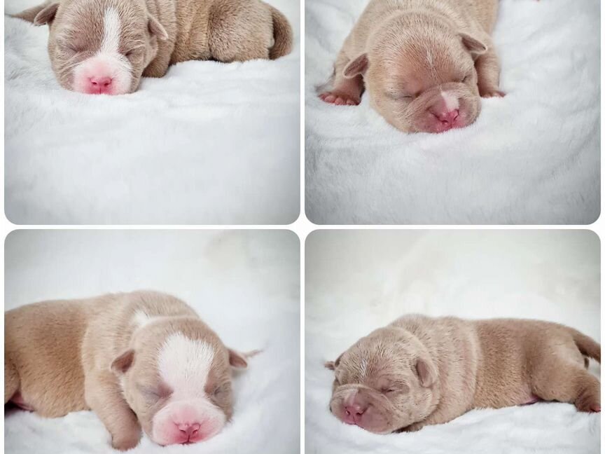 Американский булли красивые детки