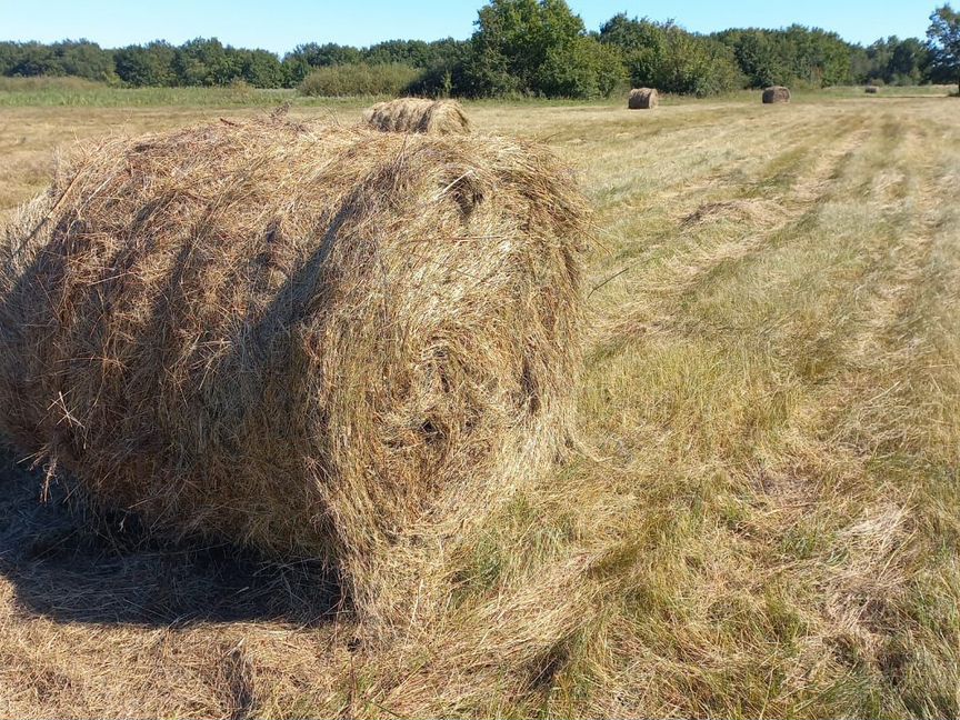 Продам солому и сено в рулонах