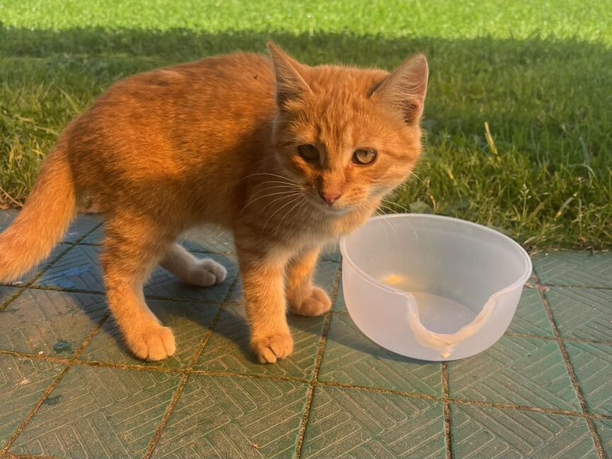 Котята в добрые руки даром девочка и мальчик