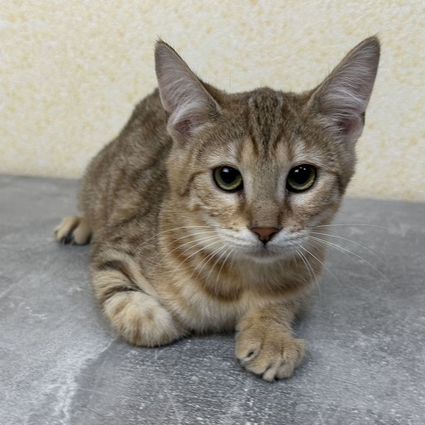 Кошечка пиксибоб Милиса