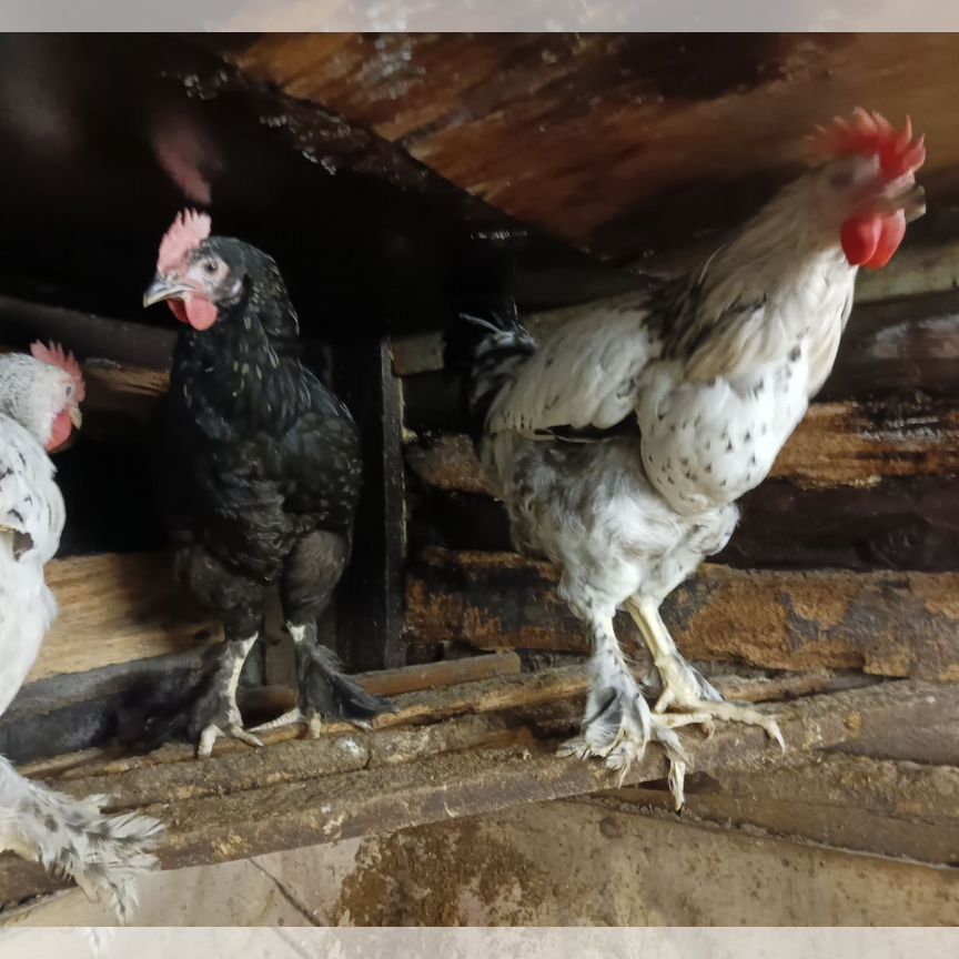 Молодые петухи. Породы Брама