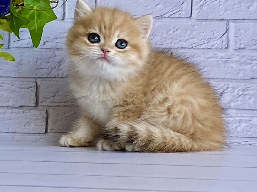 Солнышко котик
