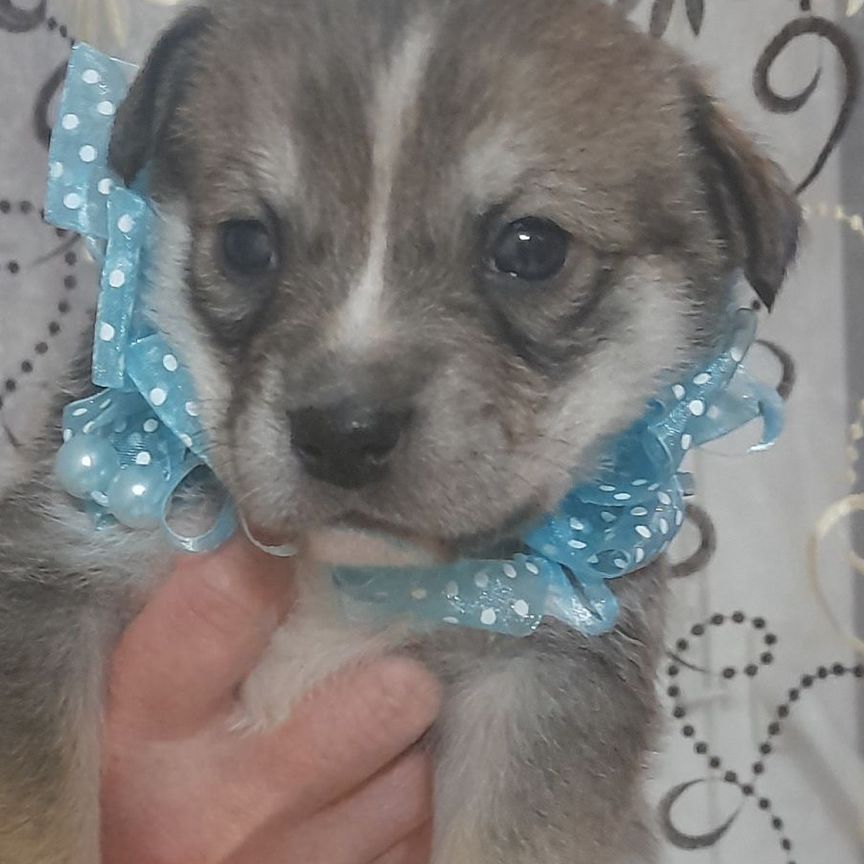 Щенок в добрые руки