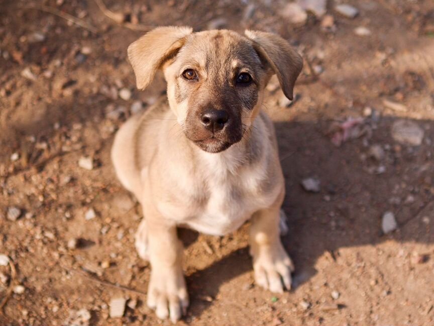 Щенок в добрые руки бесплатно