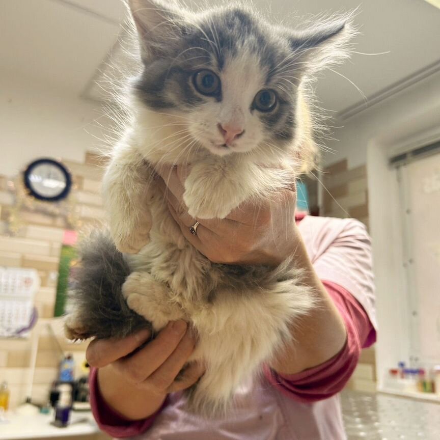 Котенок девочка 2,5 мес
