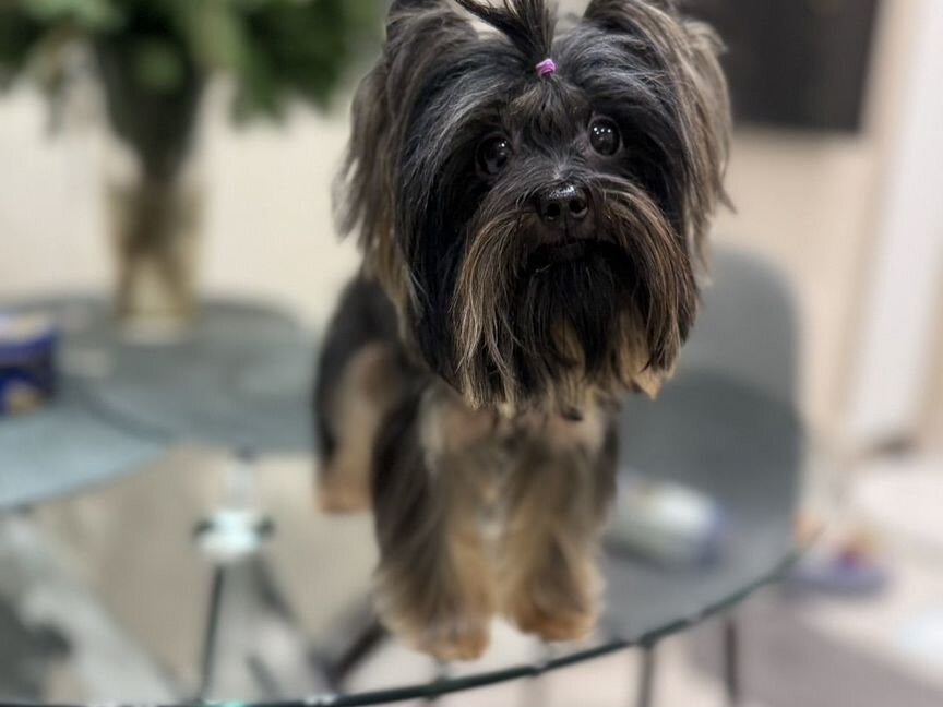 Йоркширский терьер