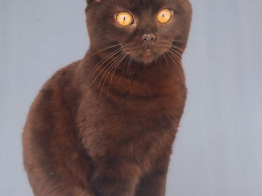Британская котенок