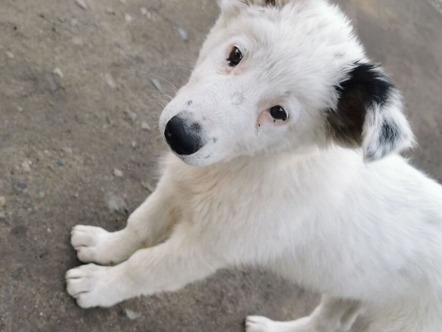 Щенок в добрейшие руки