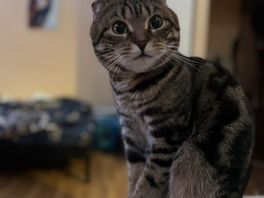 Шотландский кот на вязку