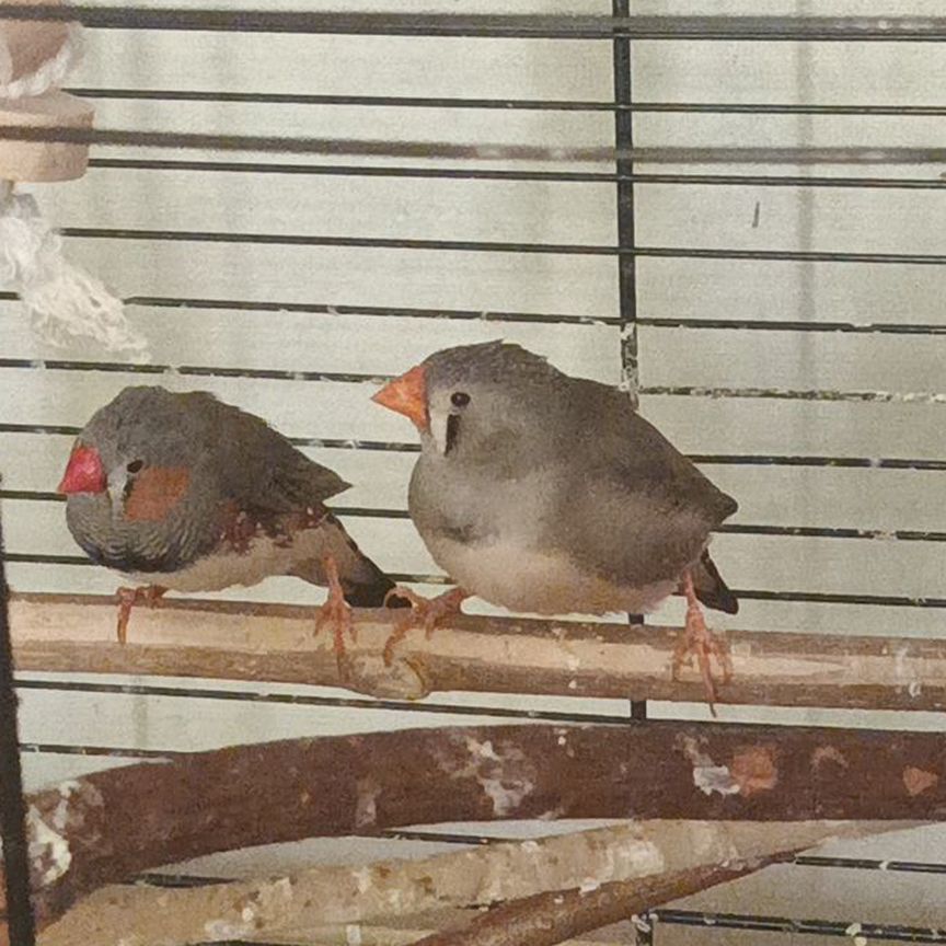 Зебровые амадины пара