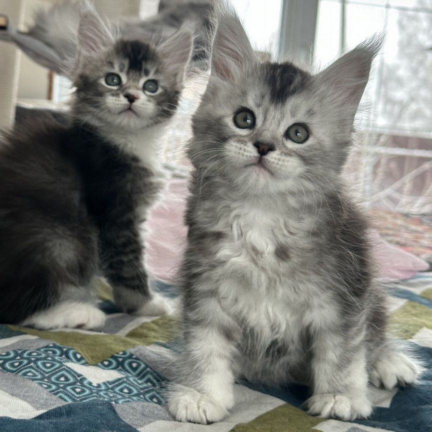 Мейн-кун котёнок