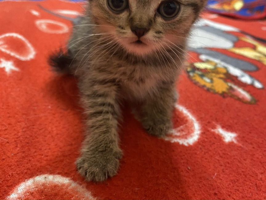 Британские котята