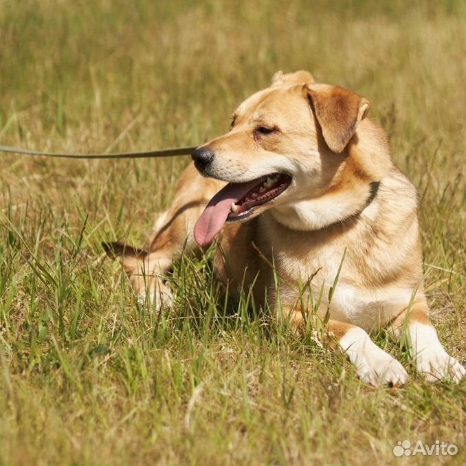 Красотке Злате нужен дом и помощь в выгуле
