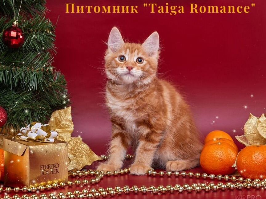 Кот курильский бобтейл