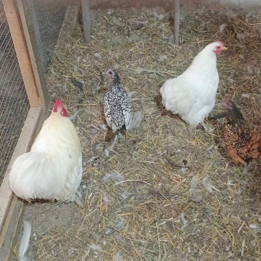 Декоративные карликовые куры