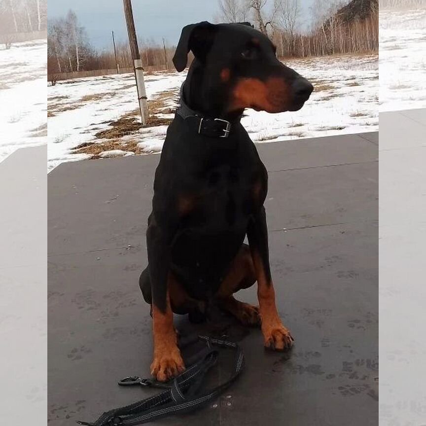 Доберман, взрослый пёс