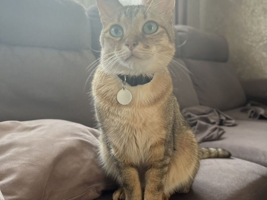 Кот