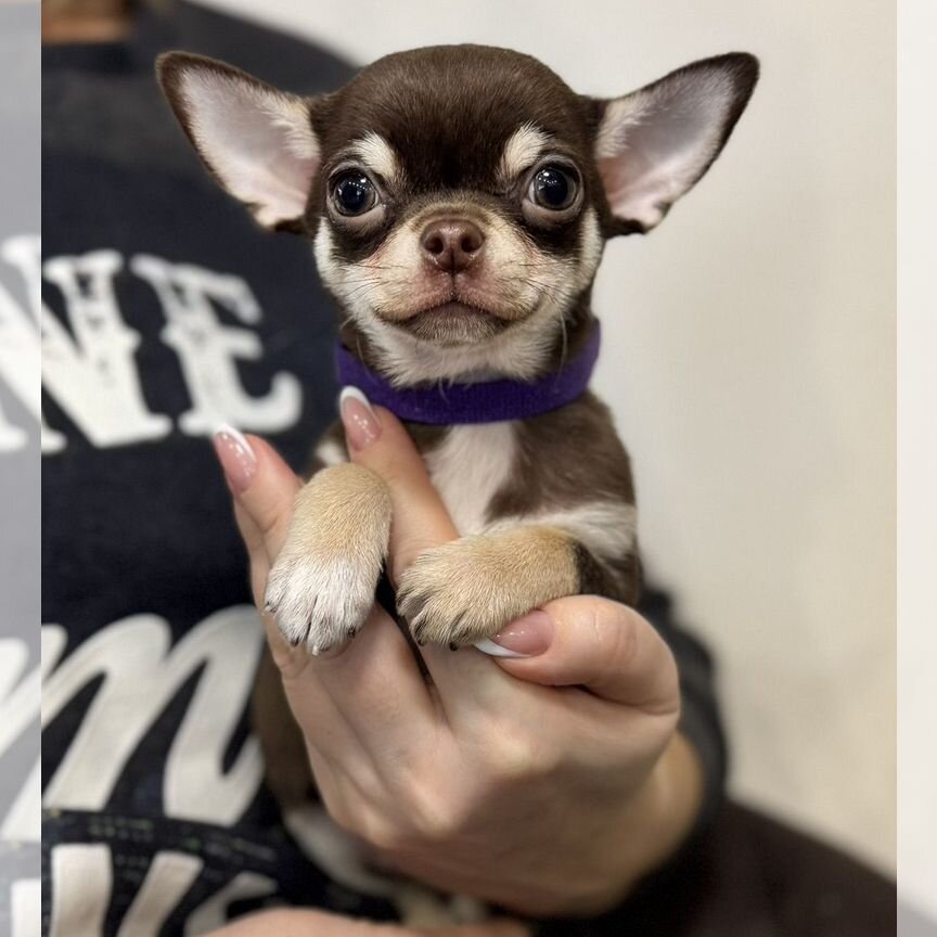 Чихуахуа Лилипут