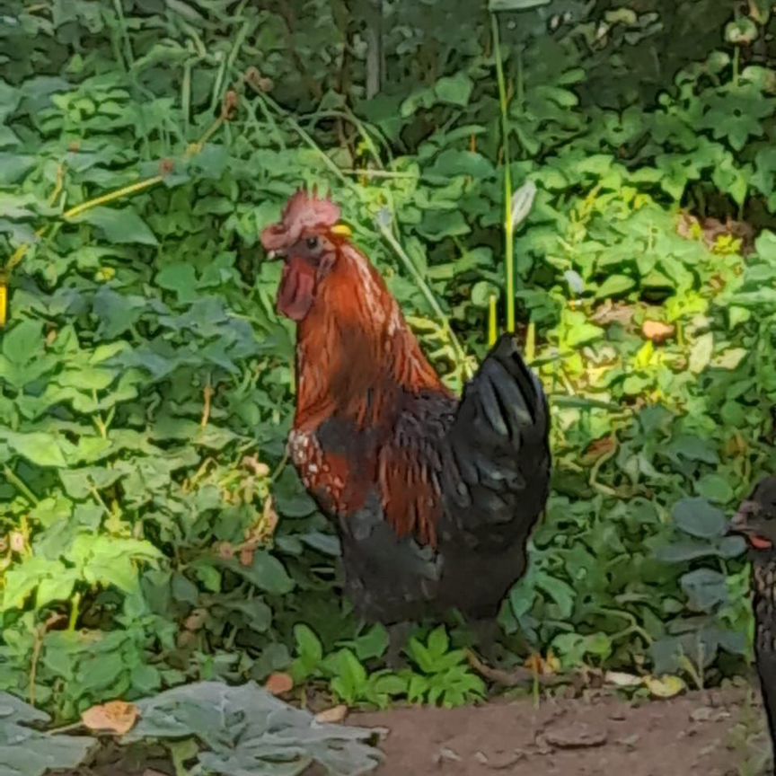 Петух Папа амераукана,мама боровистая