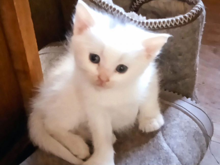 Отдам бесплатно котëнка