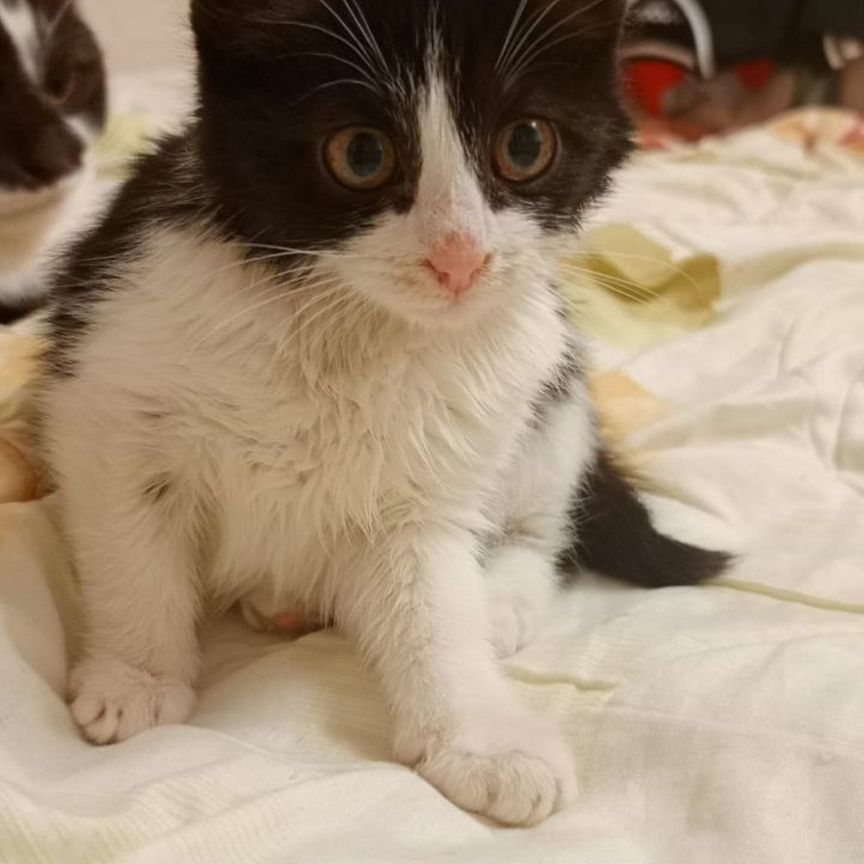 Котёнок