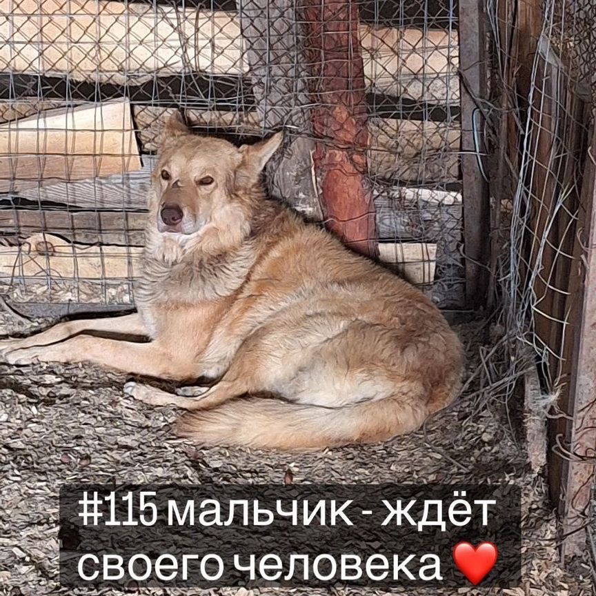 Взрослый пёс в добрые руки