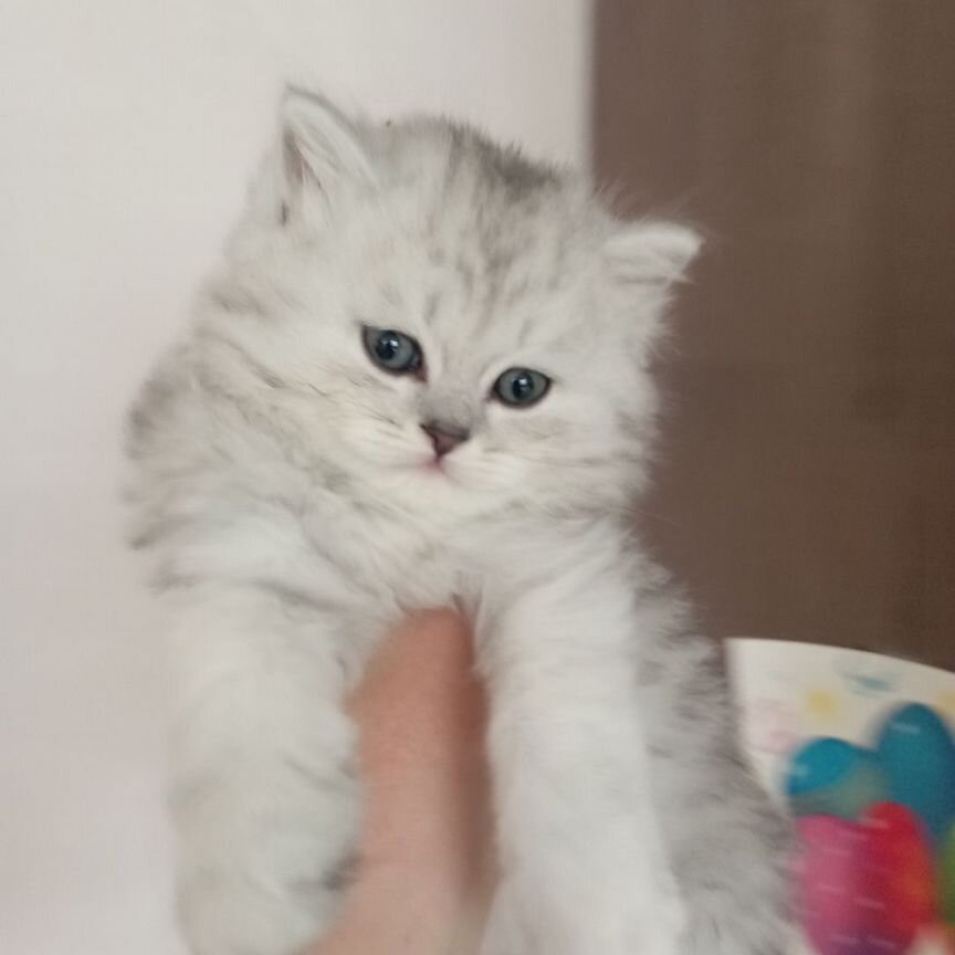 Шотланская кошка