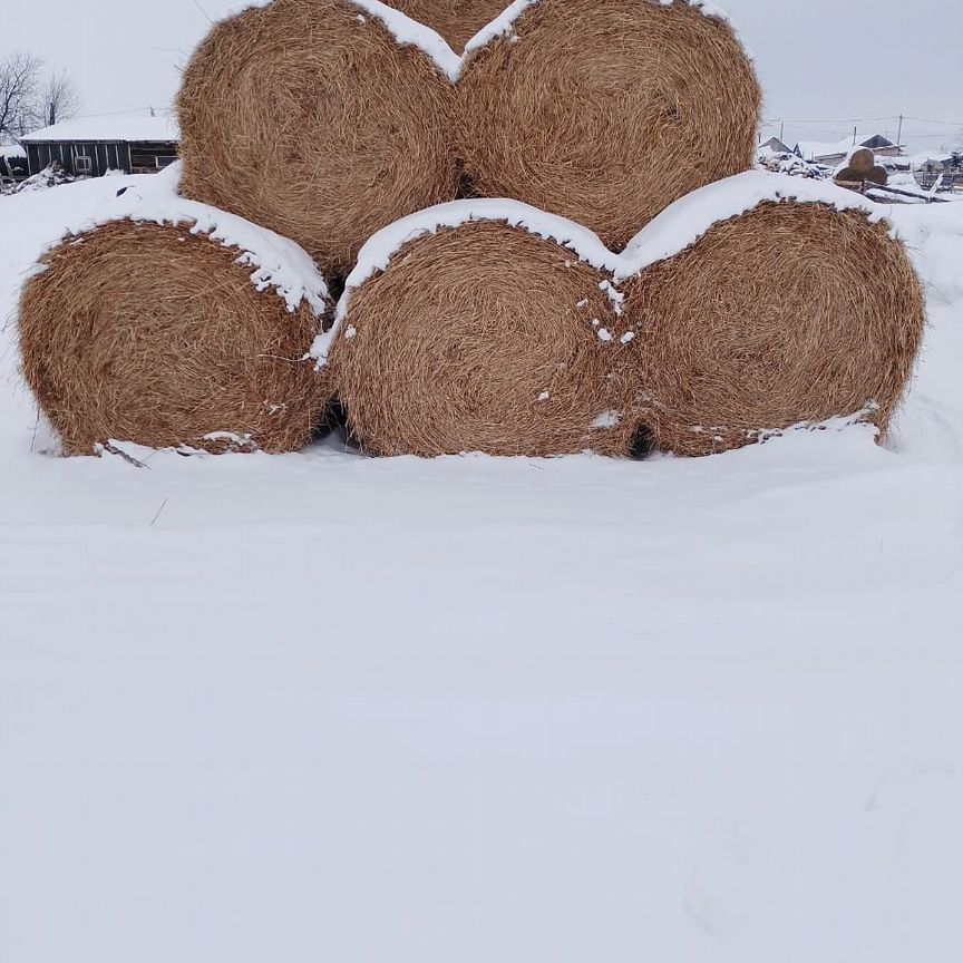 Сено солома в тюках