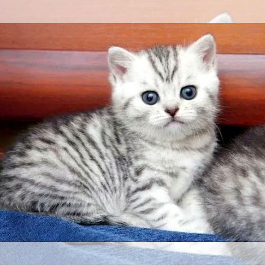 Плюшевые котики) окрас Вискас